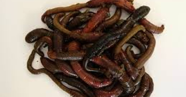 Lug Worm